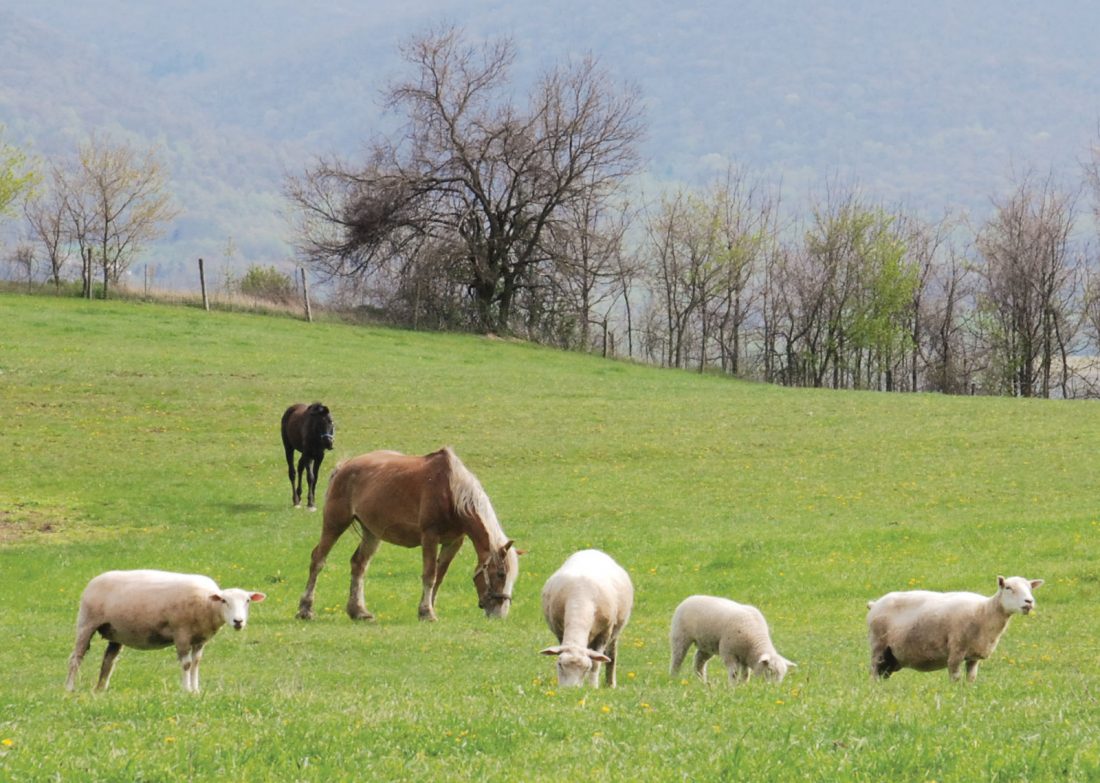 A grazing day | News, Sports, Jobs - The Sentinel